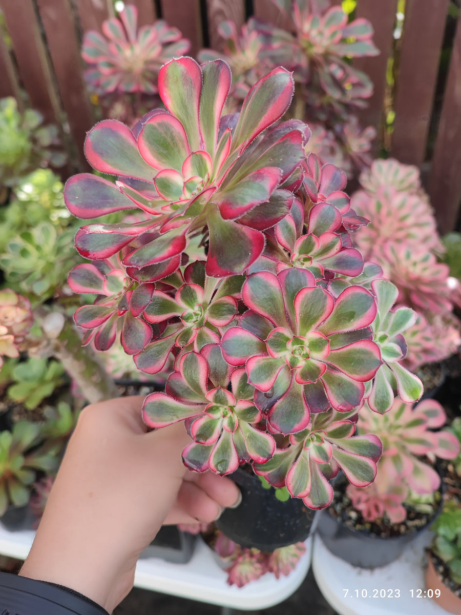Aeonium Chanel – Suksy succulent city