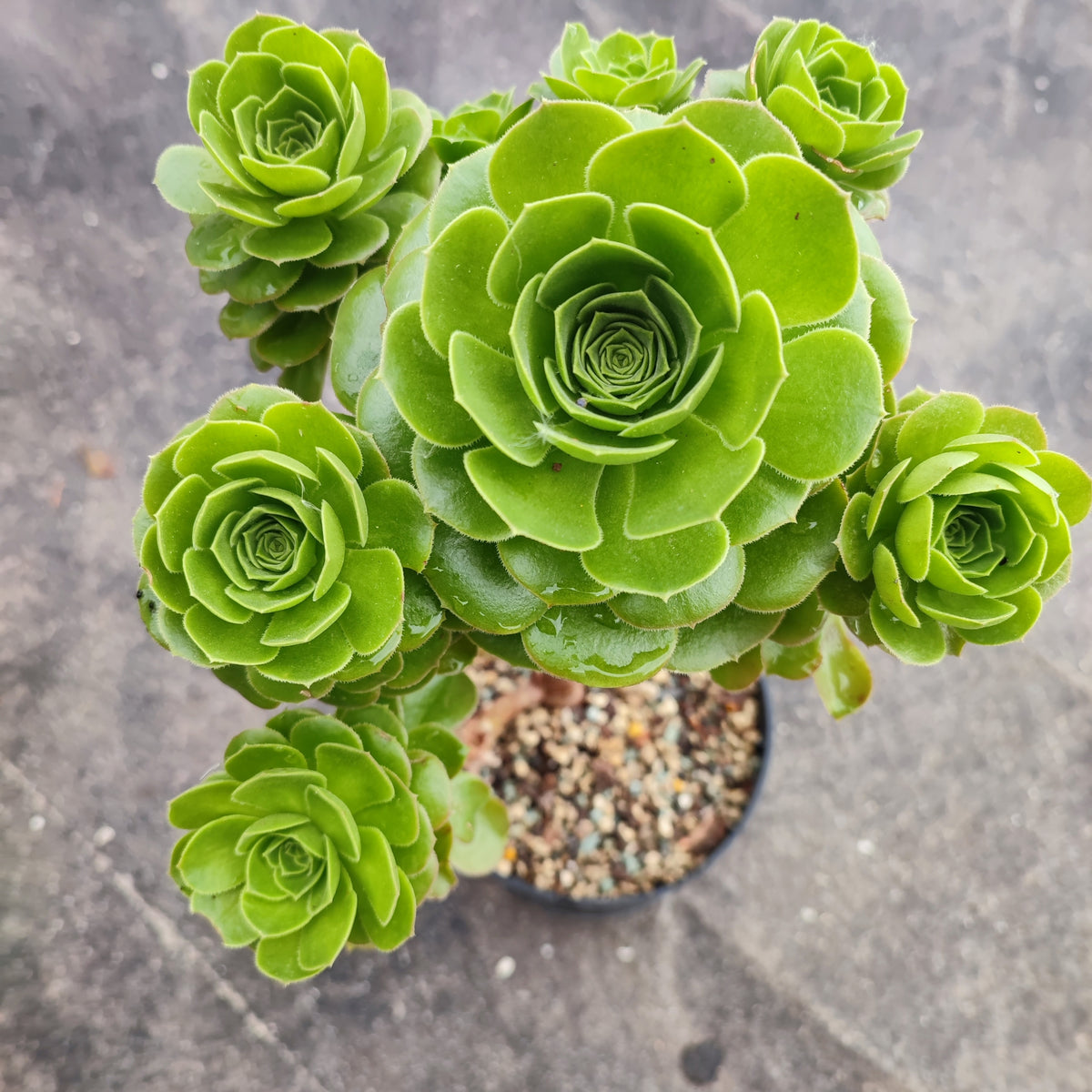 Aeonium Green Cashmere – Suksy succulent city