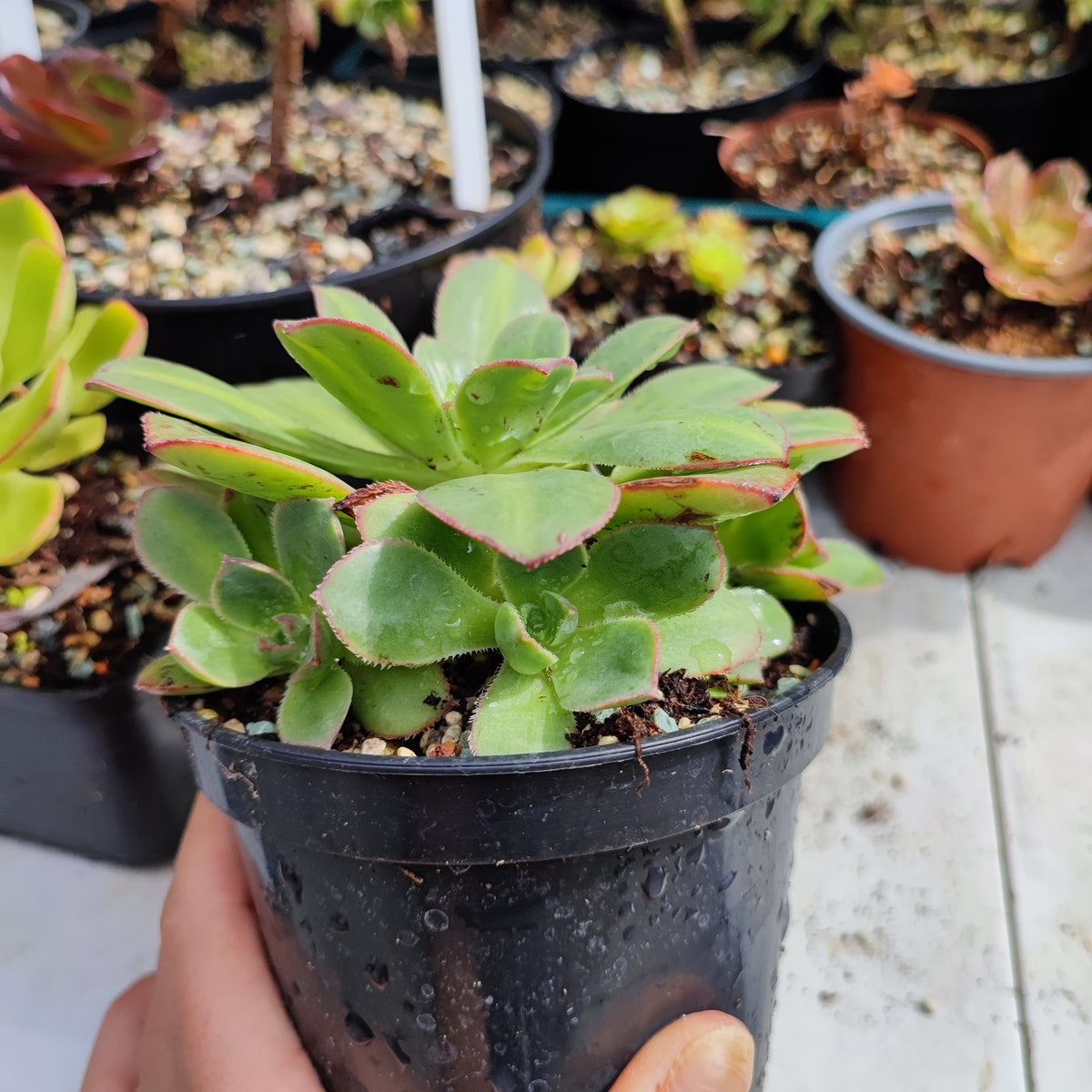 Aeonium Macaroon (Leucoblepharum Somalian variegata) – Suksy succulent city