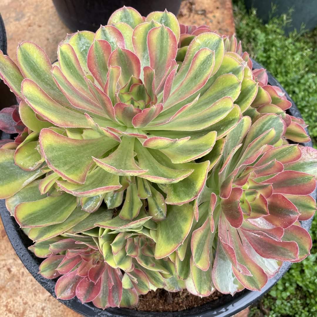 Aeonium Athena – Suksy succulent city