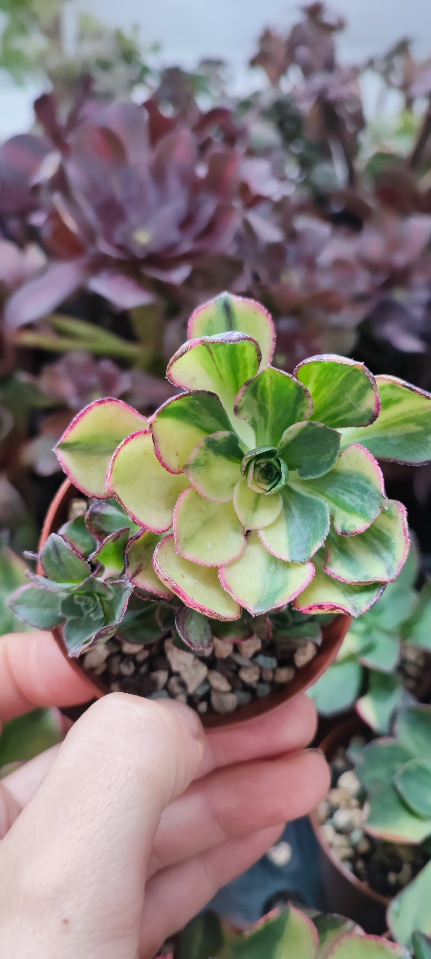 Aeonium Red Edge variegata – Suksy succulent city