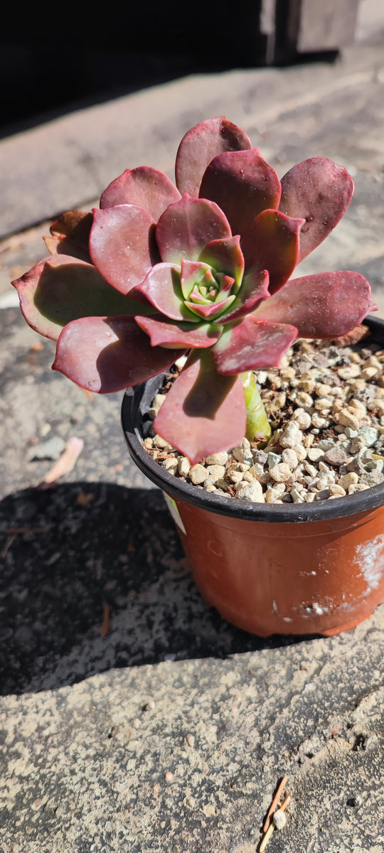 Aeonium Percarneum var. Guiaense – Suksy succulent city