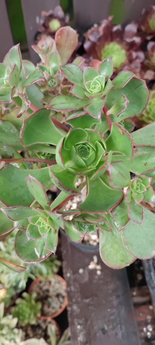 Aeonium Red Edge – Suksy succulent city