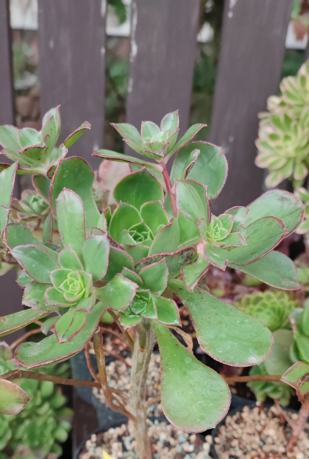 Aeonium Red Edge – Suksy succulent city