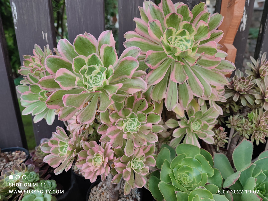 Products – Suksy succulent city