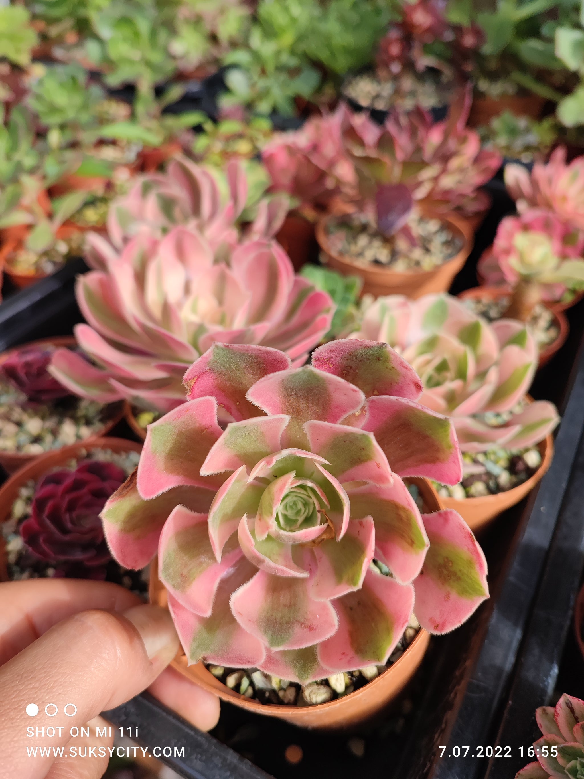 Aeonium Pink Witch – Suksy succulent city