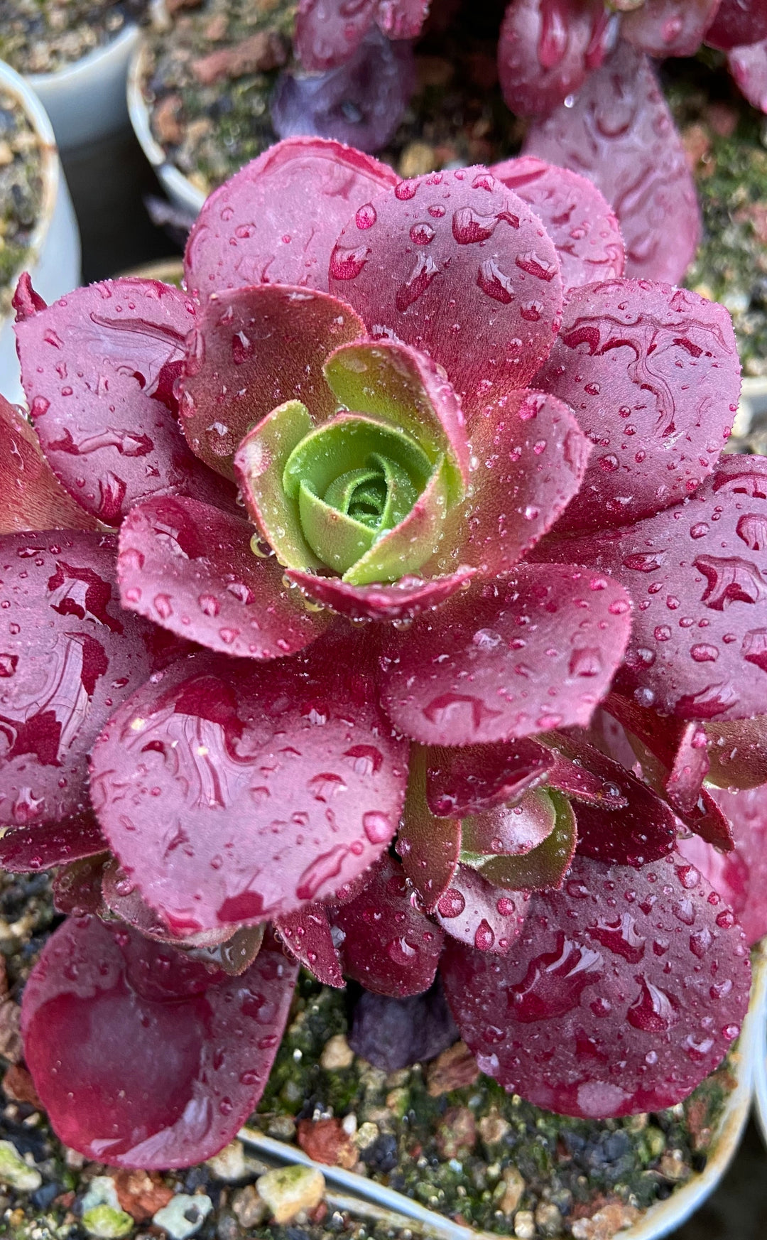 Aeonium Color World – Suksy succulent city