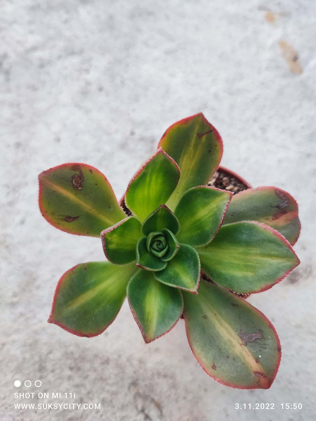 Aeonium Macaroon (Leucoblepharum Somalian variegata) – Suksy succulent city