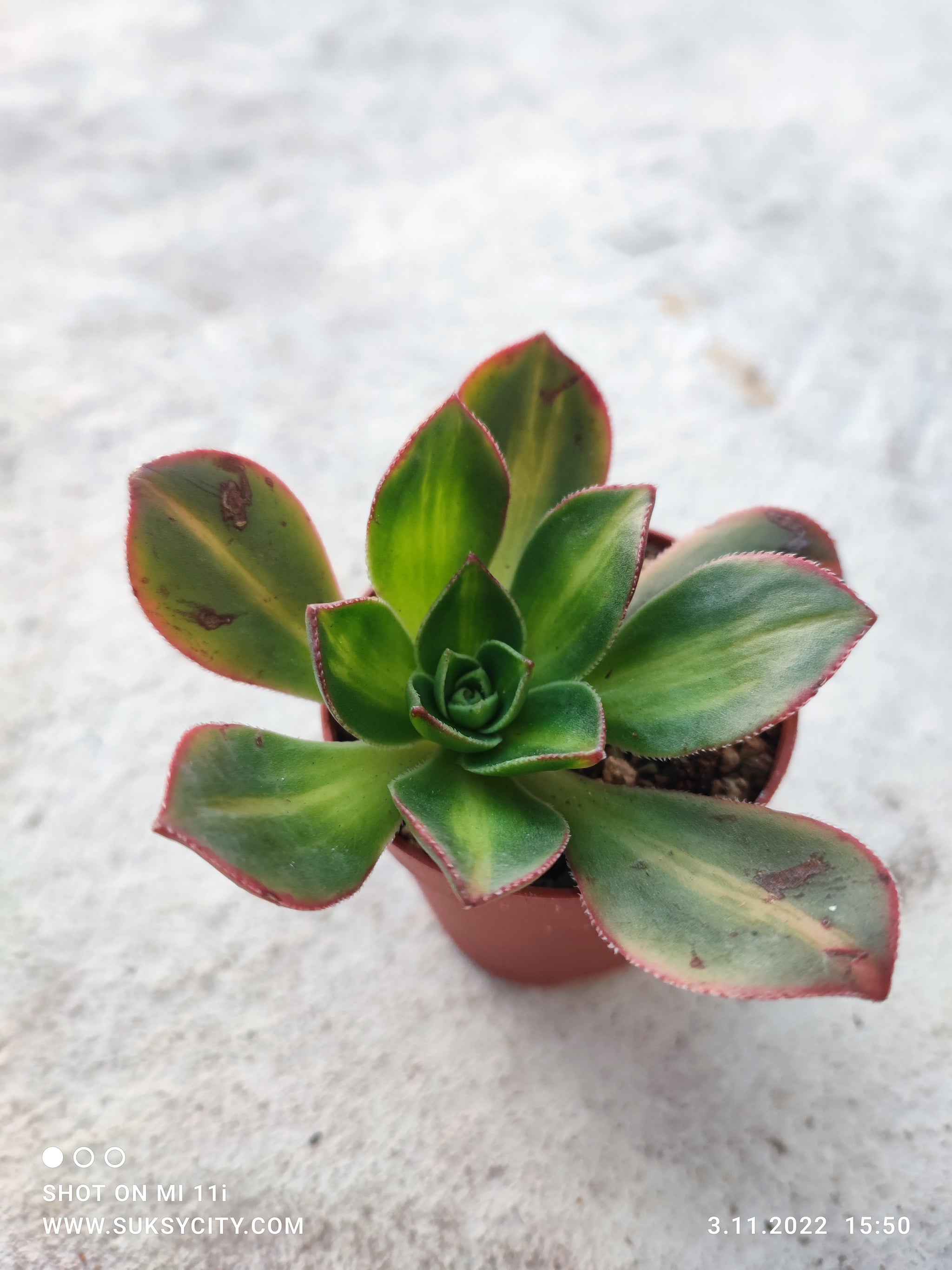 Aeonium Macaroon (Leucoblepharum Somalian variegata) – Suksy succulent city